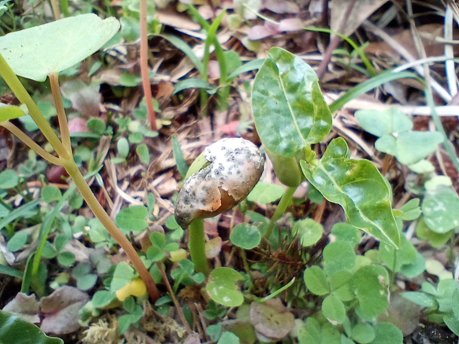 nature (@nature@collapsible.systems) - Collapsible Systems